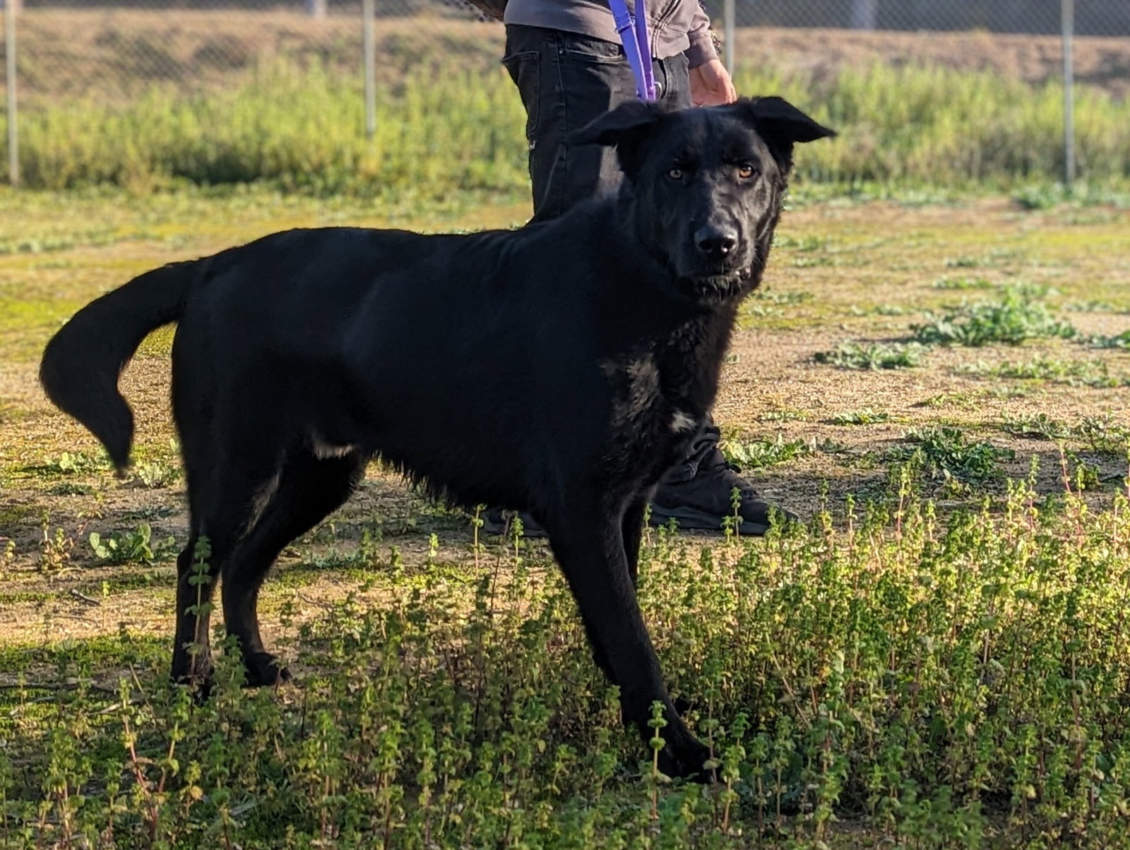 Dog for Adoption - Sully, a Labrador Retriever in La Jolla, CA | Alpha Paw