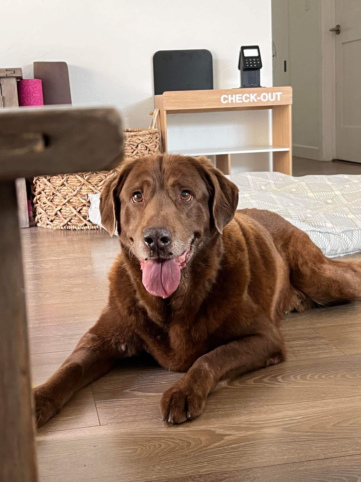 Labradors and Friends Dog Rescue