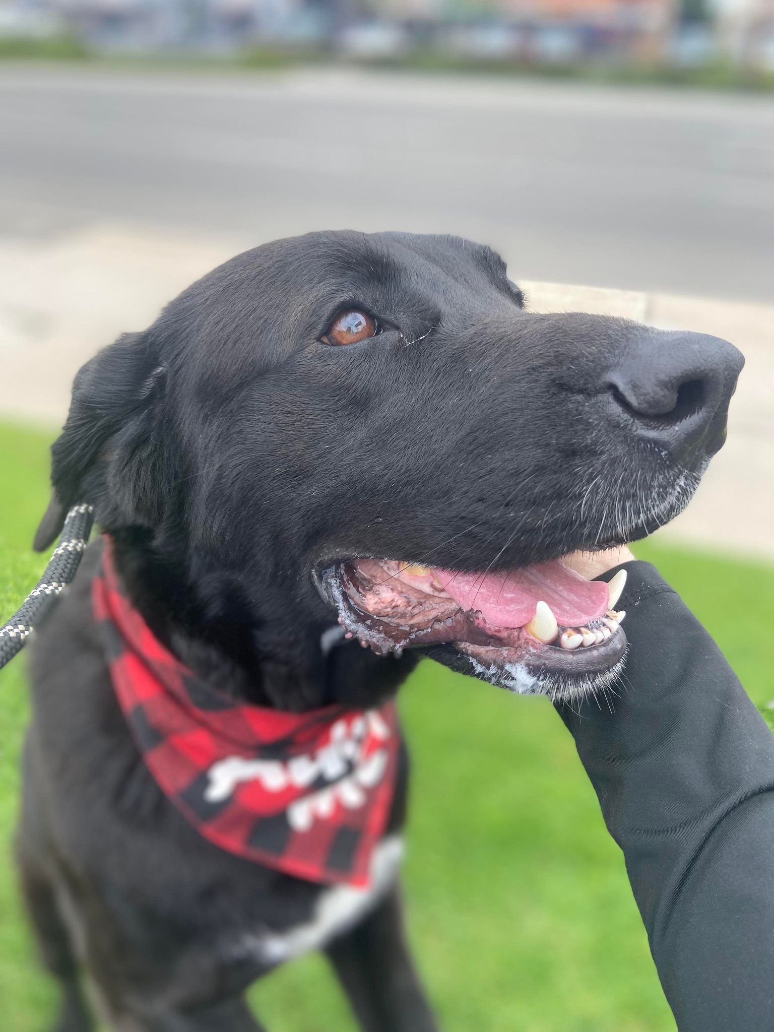 Labradors and Friends Dog Rescue