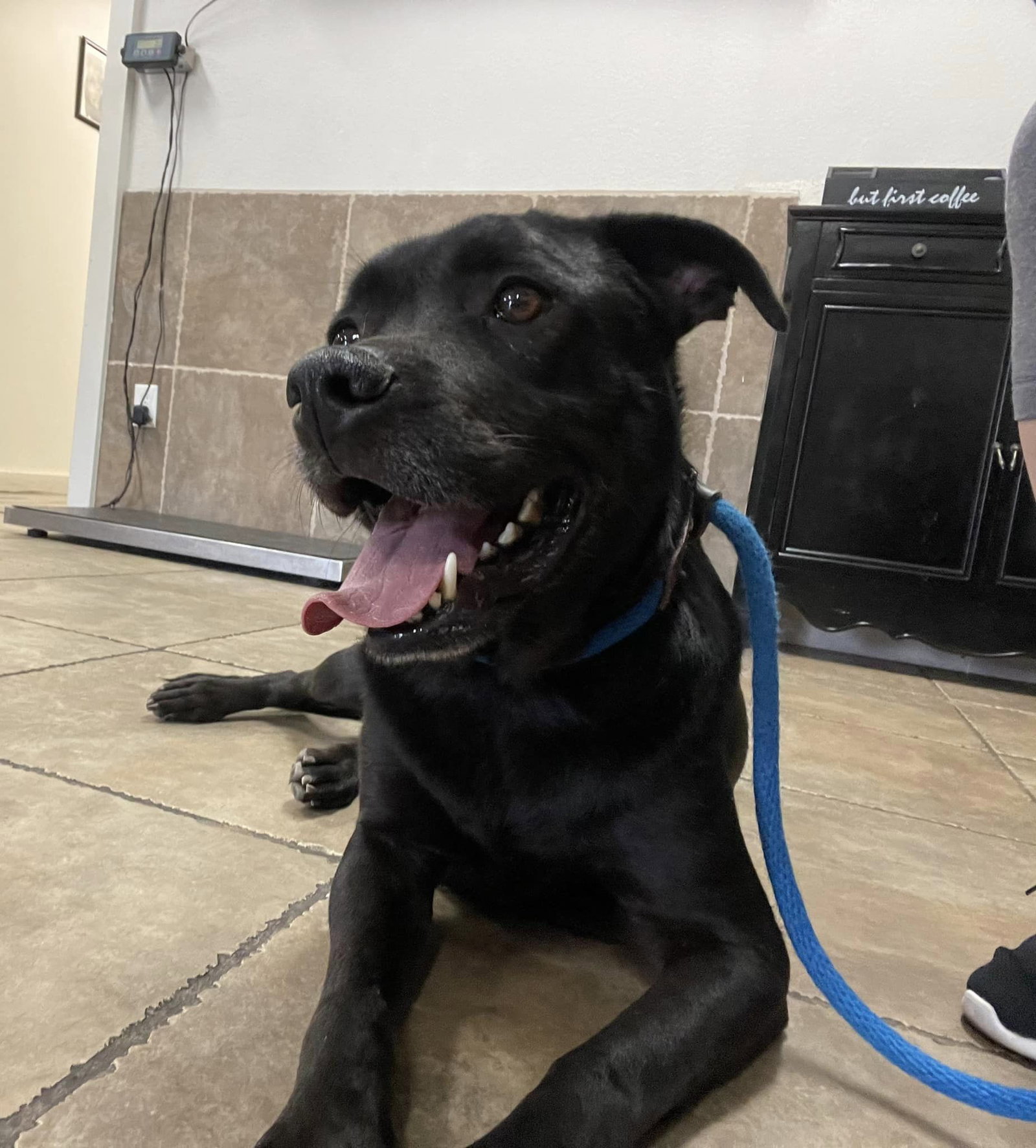 Adopt - Labradors and Friends Dog Rescue