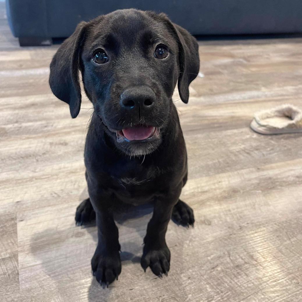 Dog Biography - Adopt - Labradors and Friends Dog Rescue