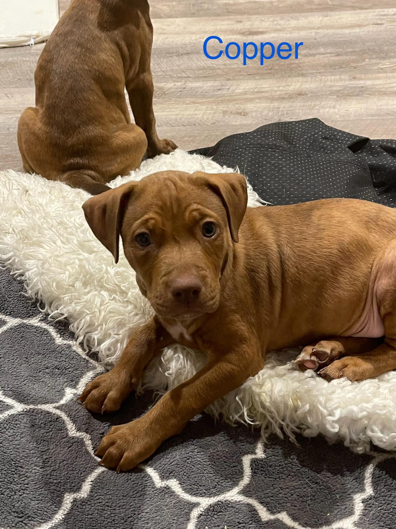 Labradors and Friends Dog Rescue