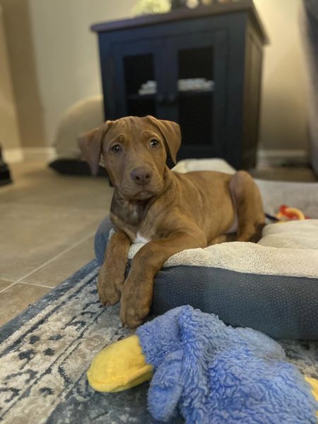 Labradors and Friends Dog Rescue
