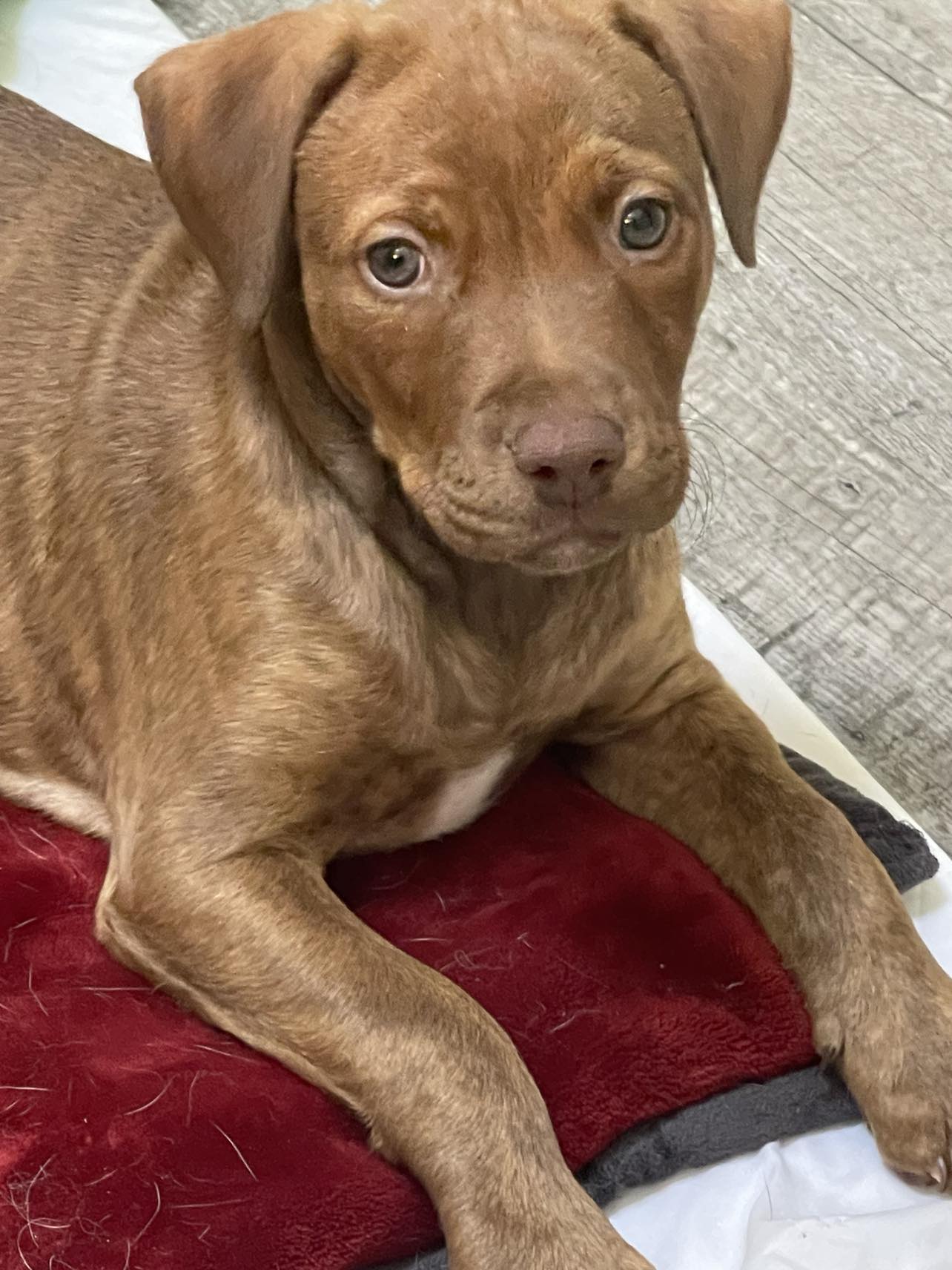 Labradors and Friends Dog Rescue