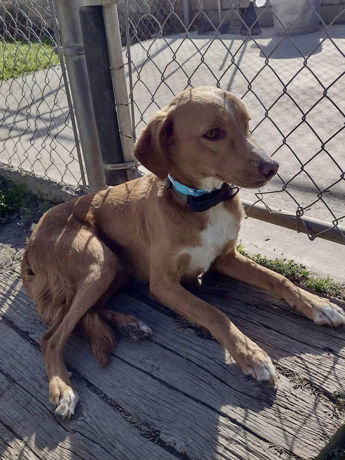 Dog Biography - Adopt - Labradors and Friends Dog Rescue