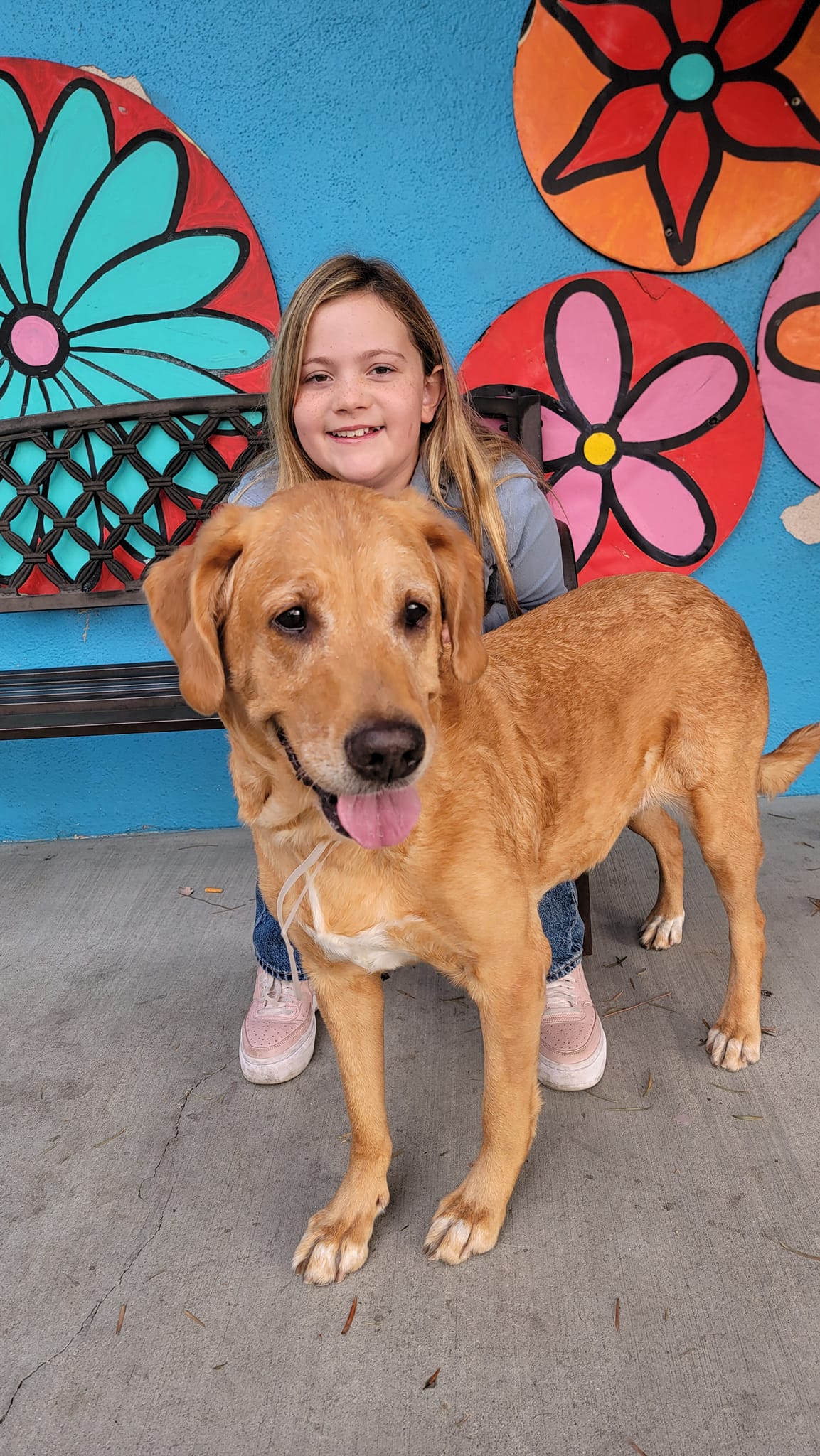 Dog for Adoption - Belinda, a Labrador Retriever in San Diego County ...