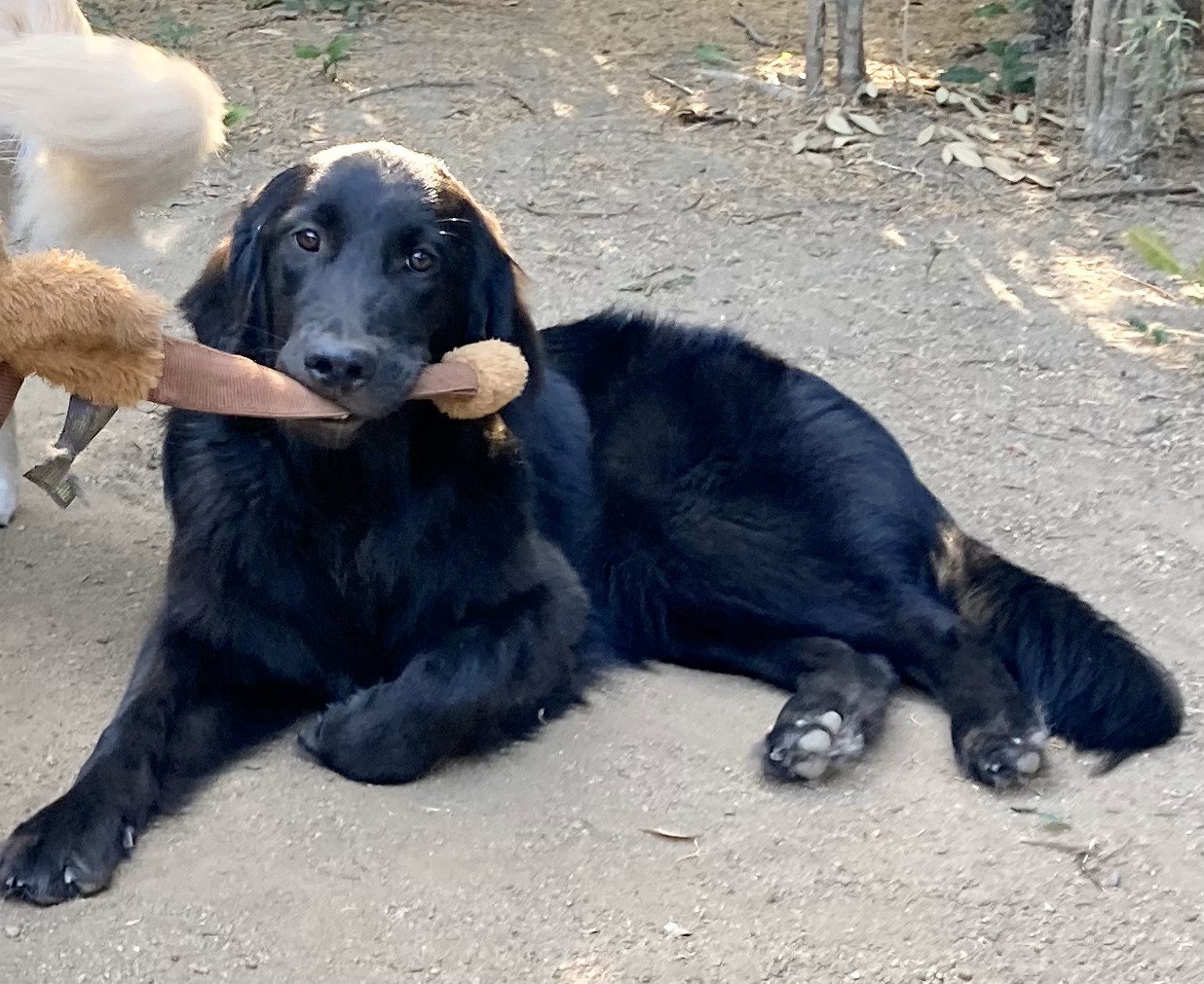 Dog Biography - Adopt - Labradors and Friends Dog Rescue