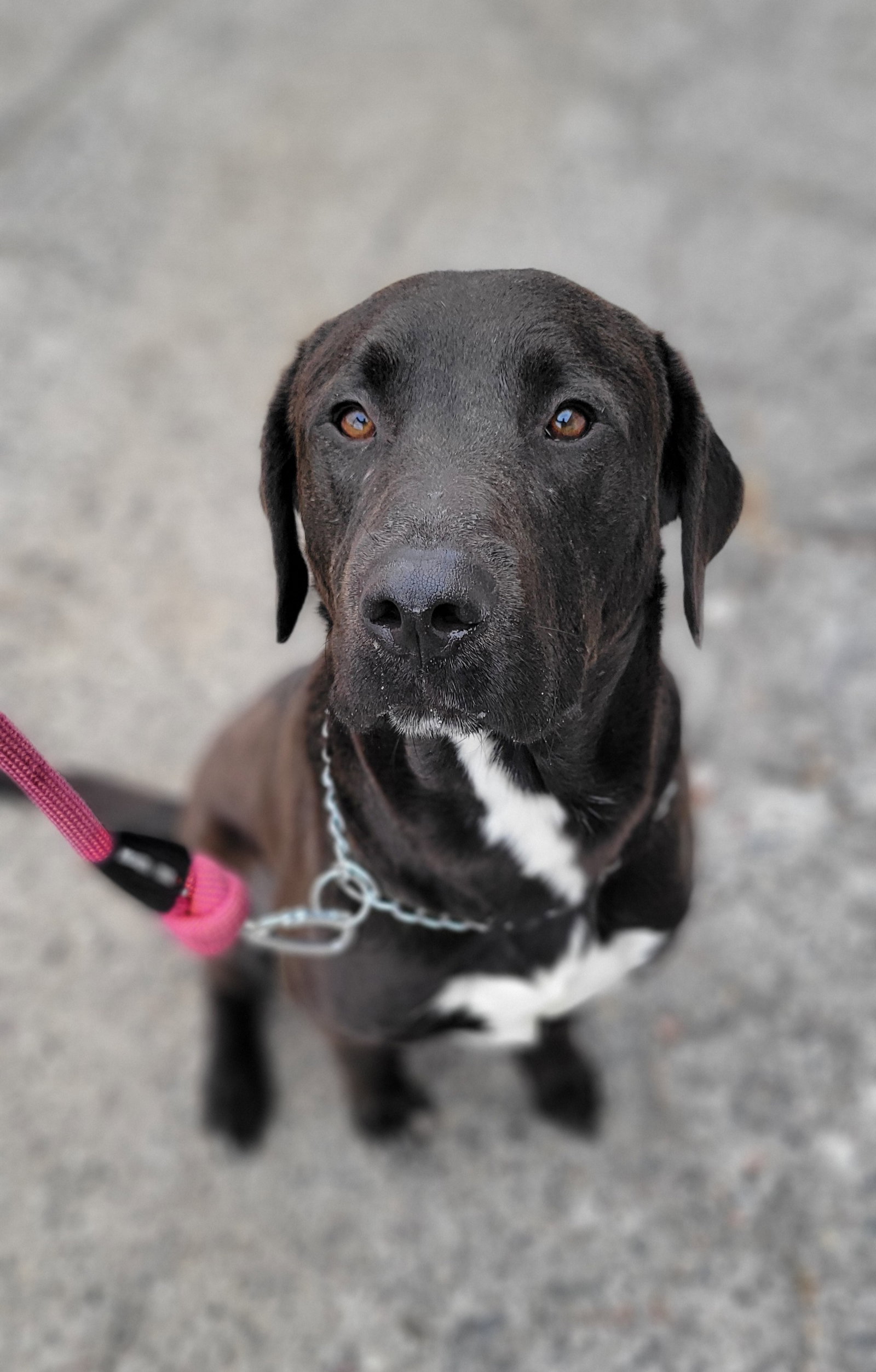 Dog adoption in Anaheim, CA 92804: Labrador Retriever Dog "Murphy"