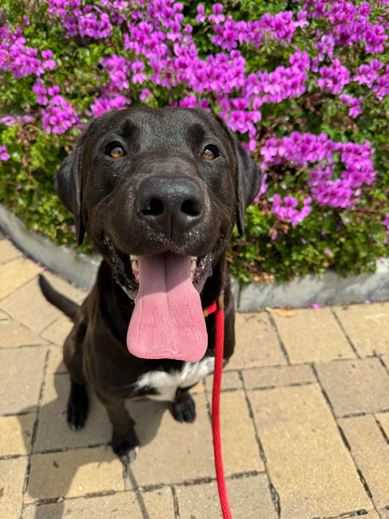 Dog adoption in Anaheim, CA 92806: Labrador Retriever Dog "Murphy"