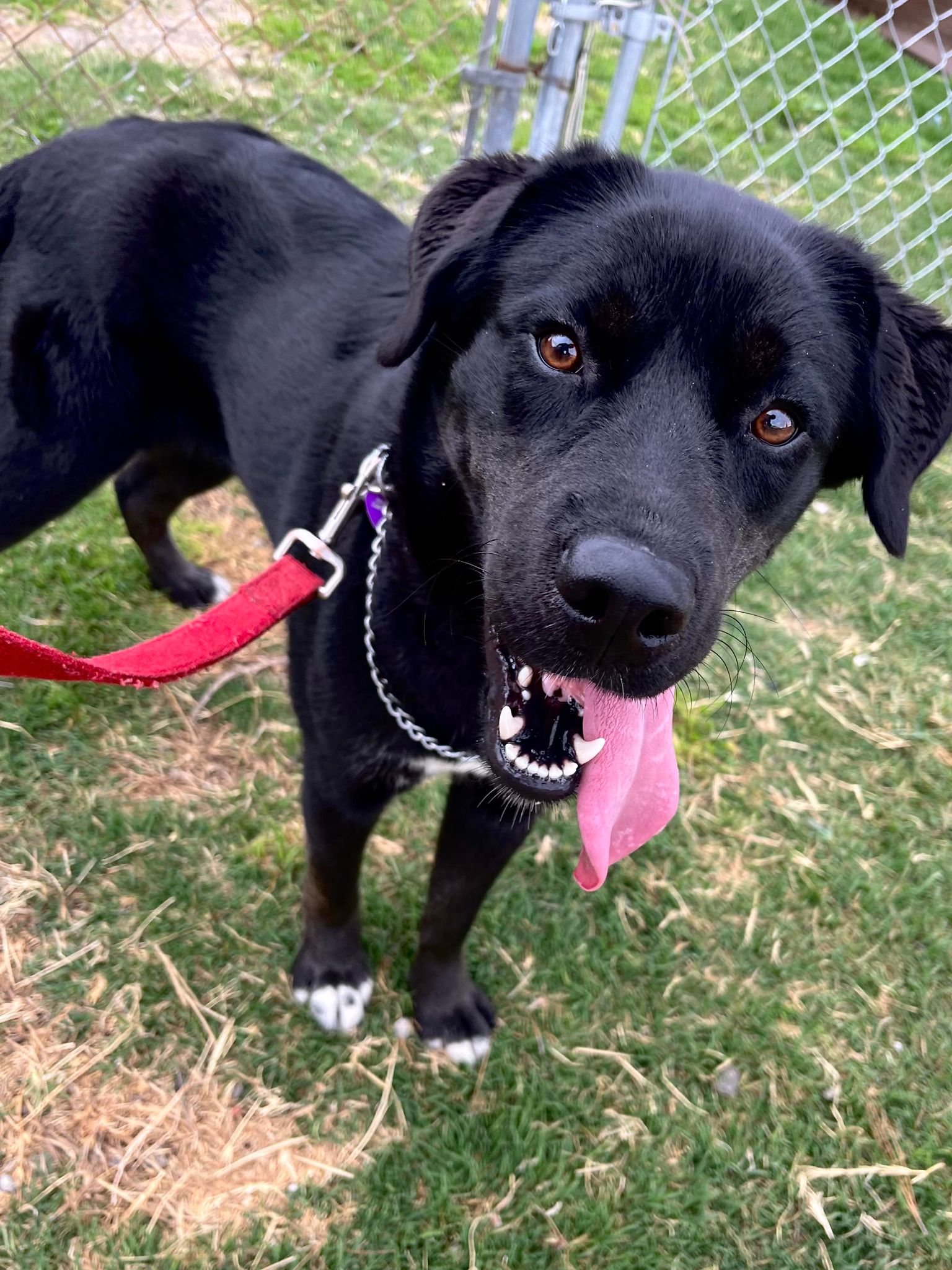 Dog Biography - Adopt - Labradors and Friends Dog Rescue