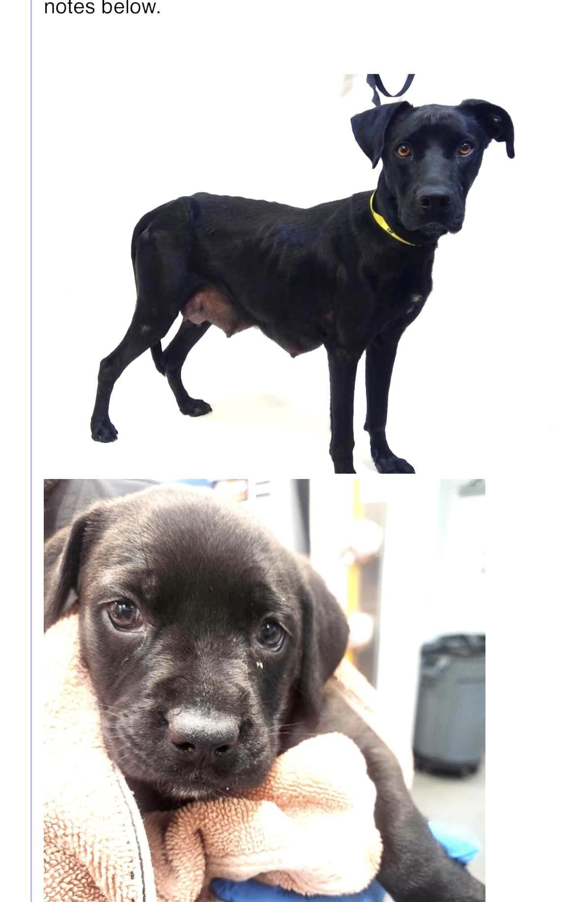 Dog for Adoption - Winnie's Puppy Roo, a Labrador Retriever in Santee ...