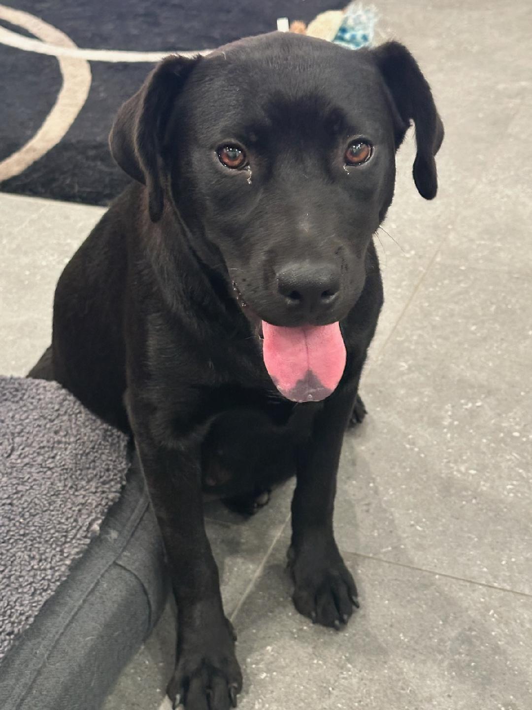 Dog Biography - Adopt - Labradors and Friends Dog Rescue