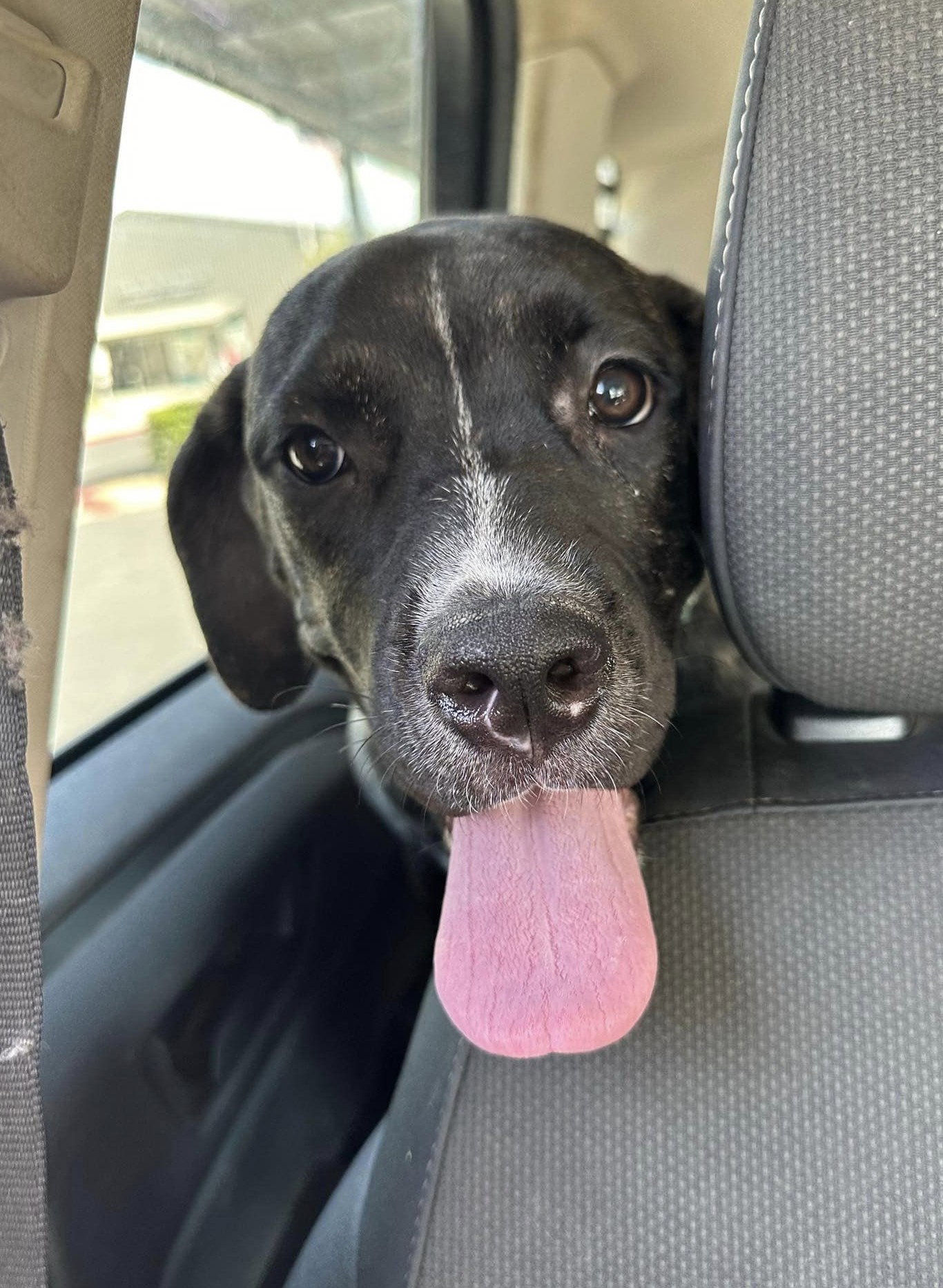 Labradors and Friends Dog Rescue