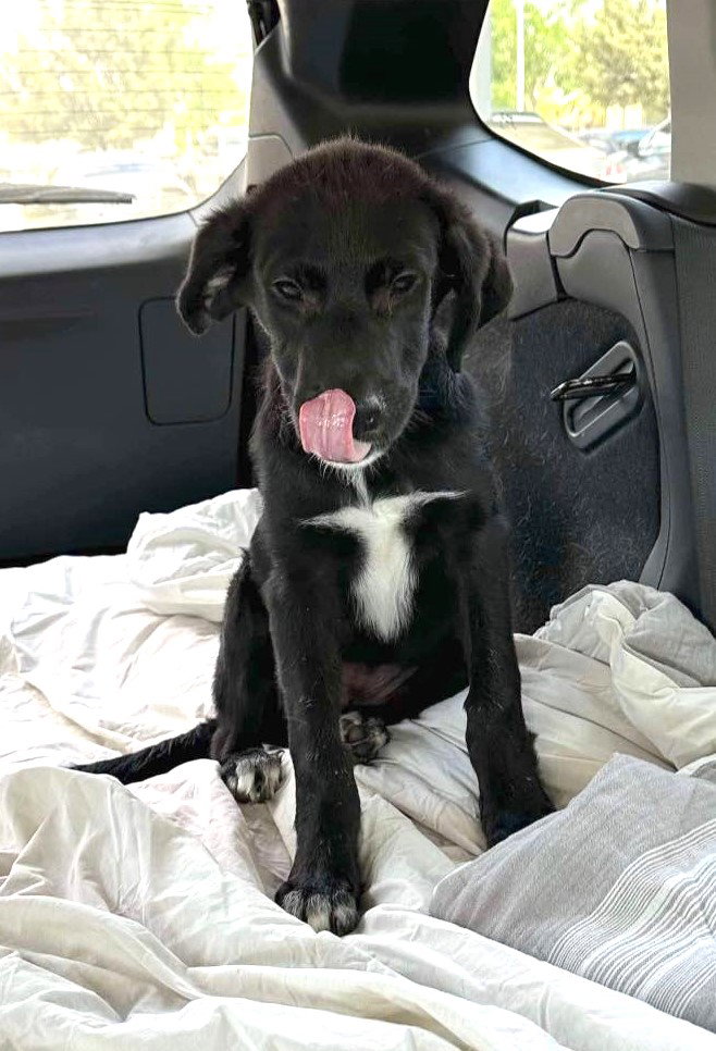 Labradors and Friends Dog Rescue