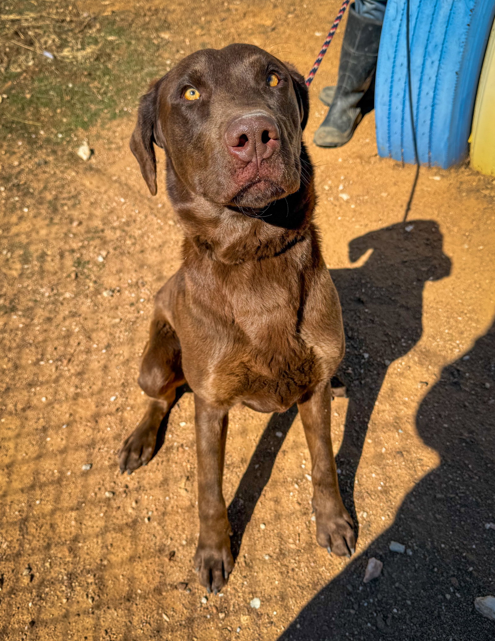 Adopt - Labradors and Friends Dog Rescue