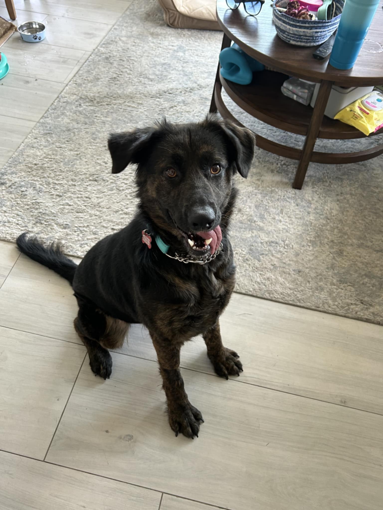 Dog Biography - Adopt - Labradors and Friends Dog Rescue