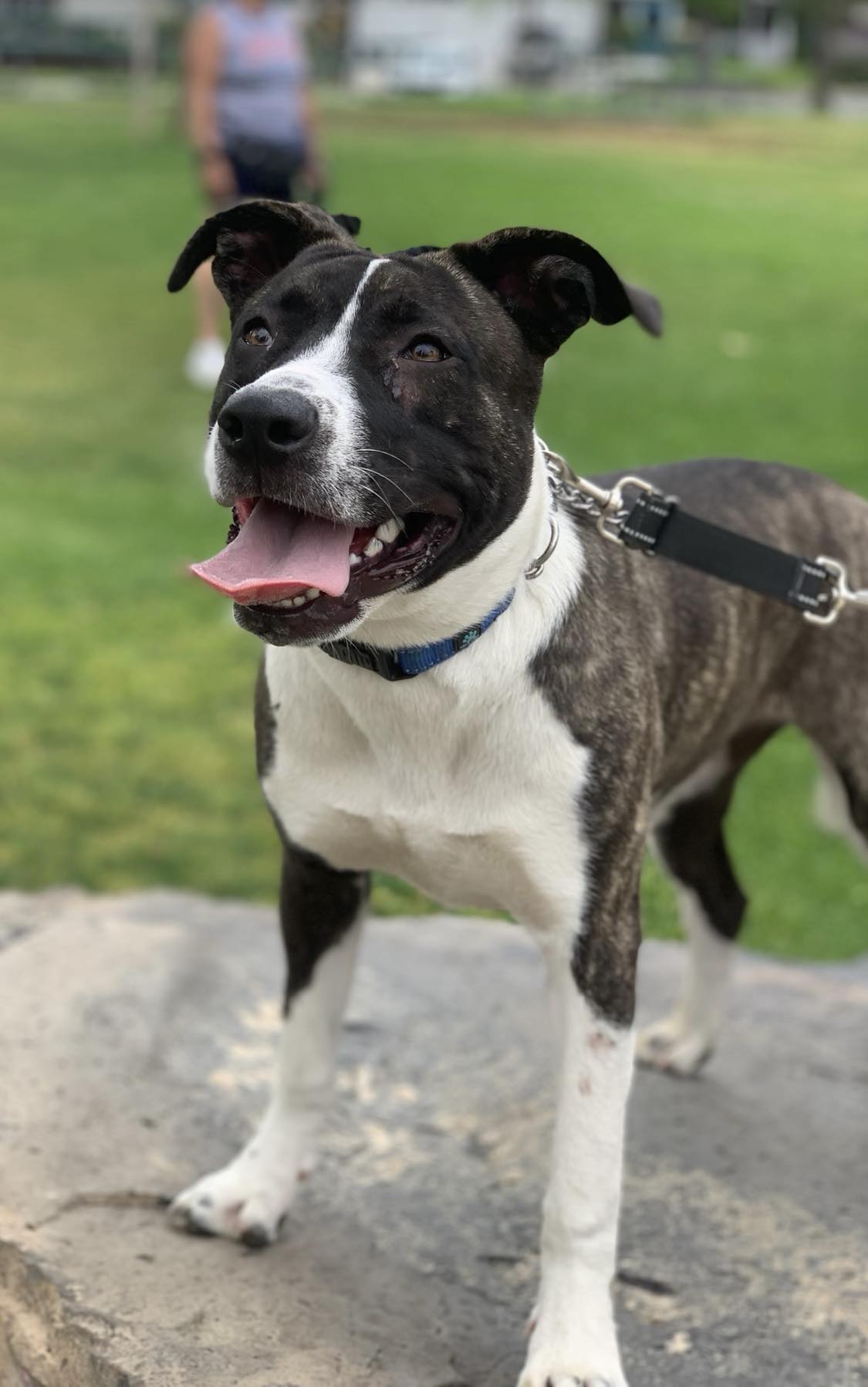 Dog Biography - Adopt - Labradors and Friends Dog Rescue