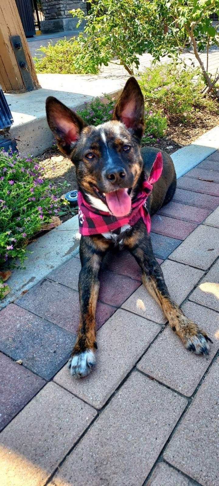 Dog Biography - Adopt - Labradors and Friends Dog Rescue