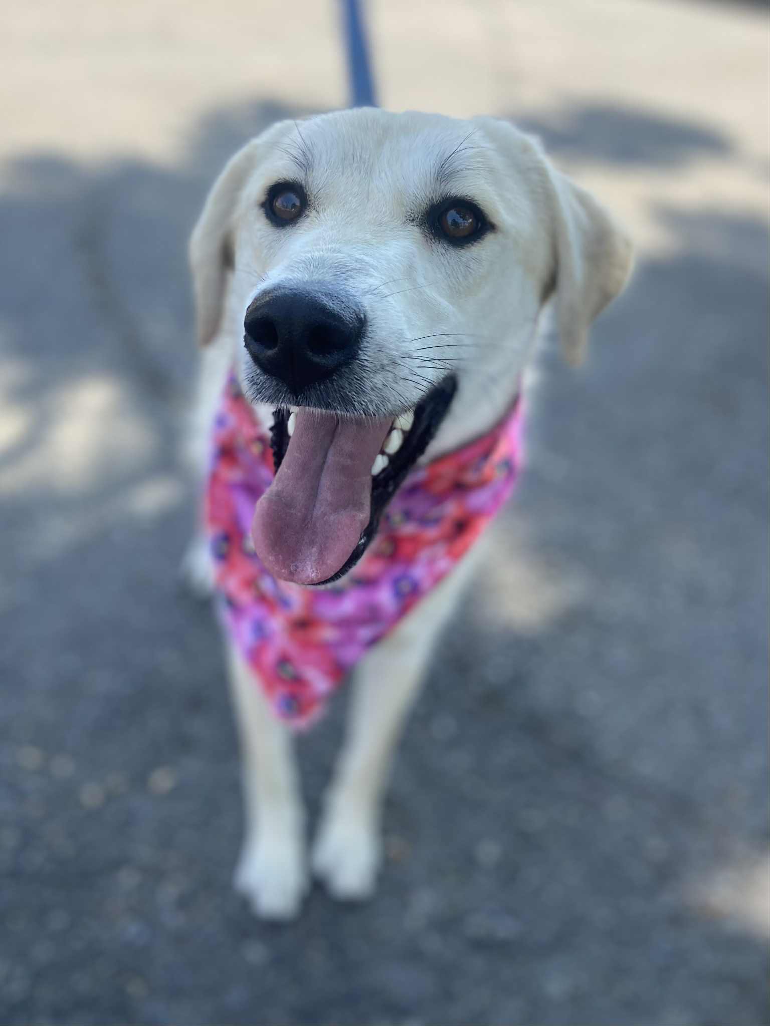 Dog Biography - Adopt - Labradors and Friends Dog Rescue