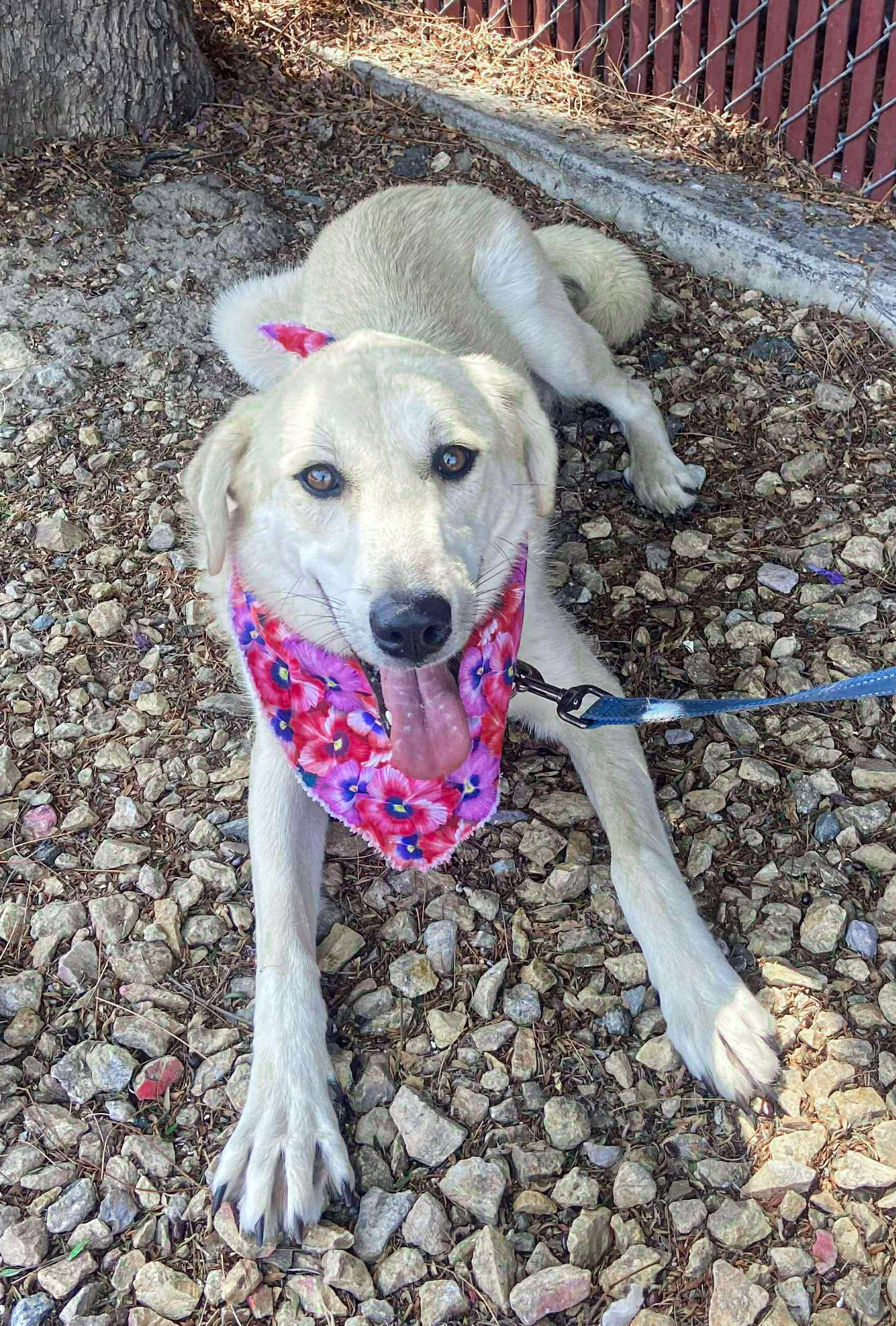 Dog Biography - Adopt - Labradors and Friends Dog Rescue