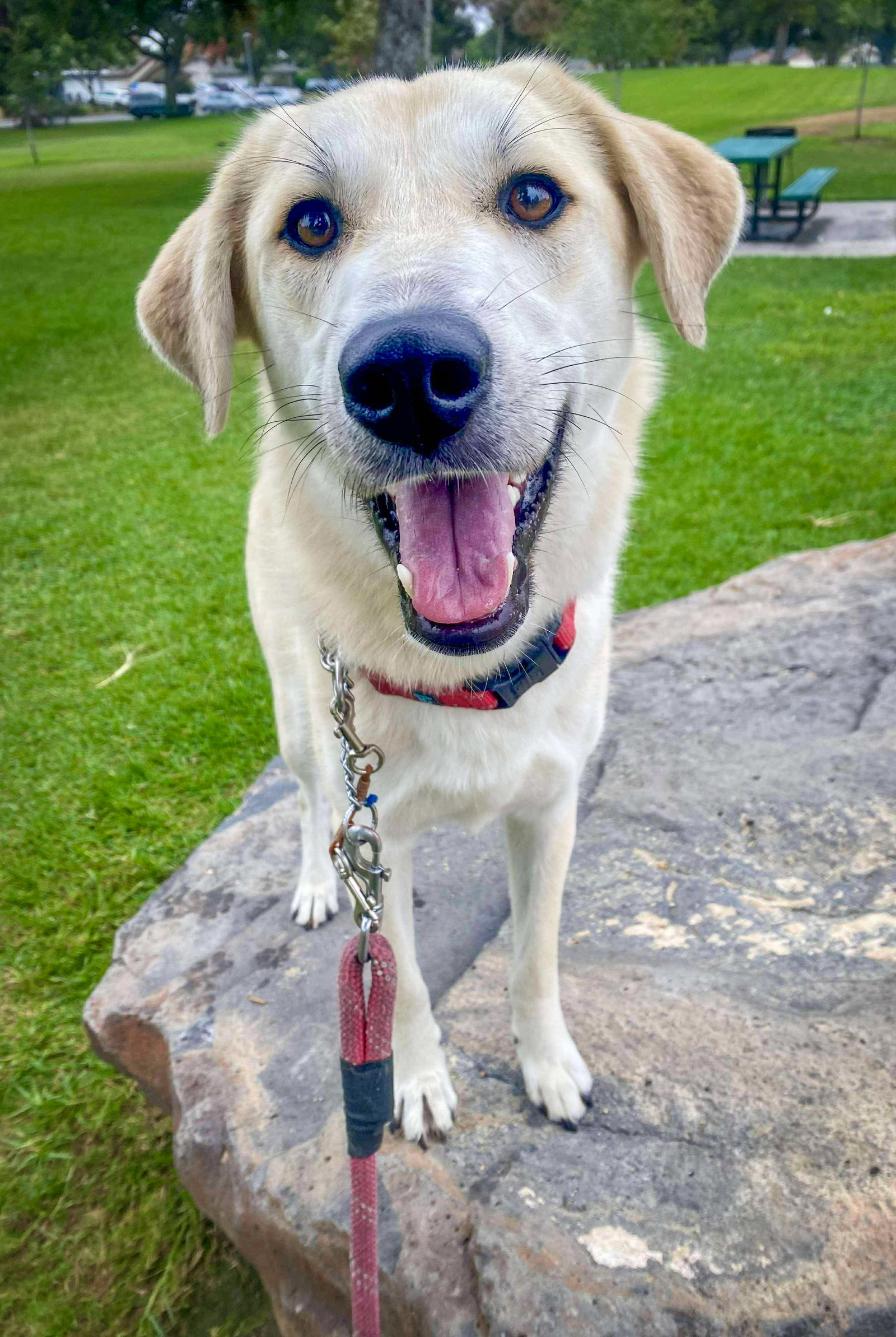 Dog Biography - Adopt - Labradors and Friends Dog Rescue