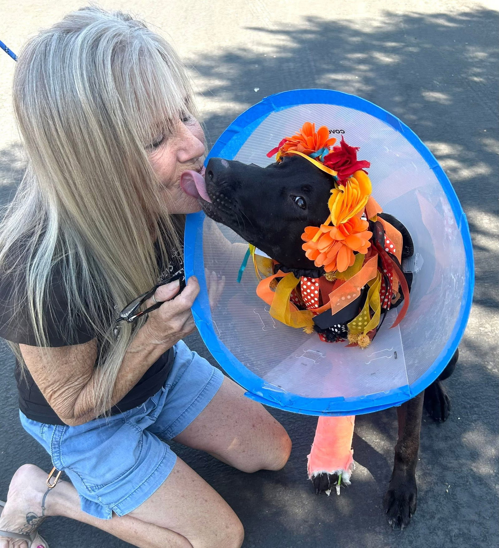 Dog Biography - Adopt - Labradors and Friends Dog Rescue