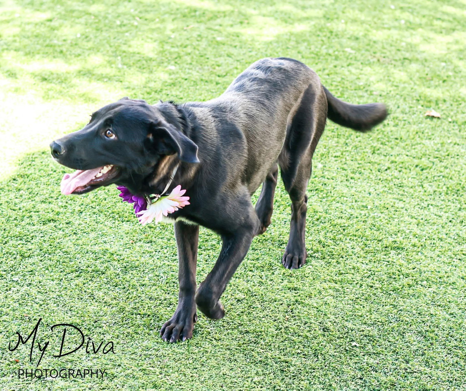 Adopt - Labradors and Friends Dog Rescue