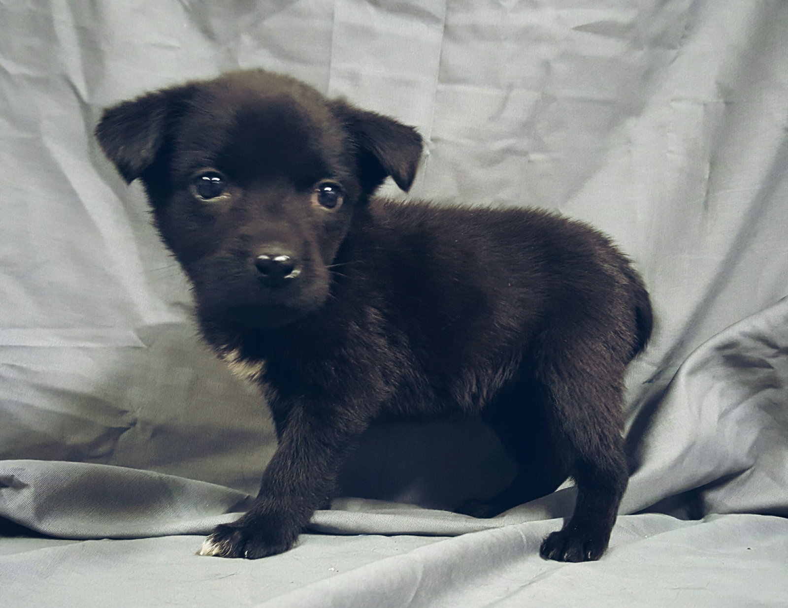 Dog for Adoption - Louise, a Border Collie in Atlanta, IL | Alpha Paw