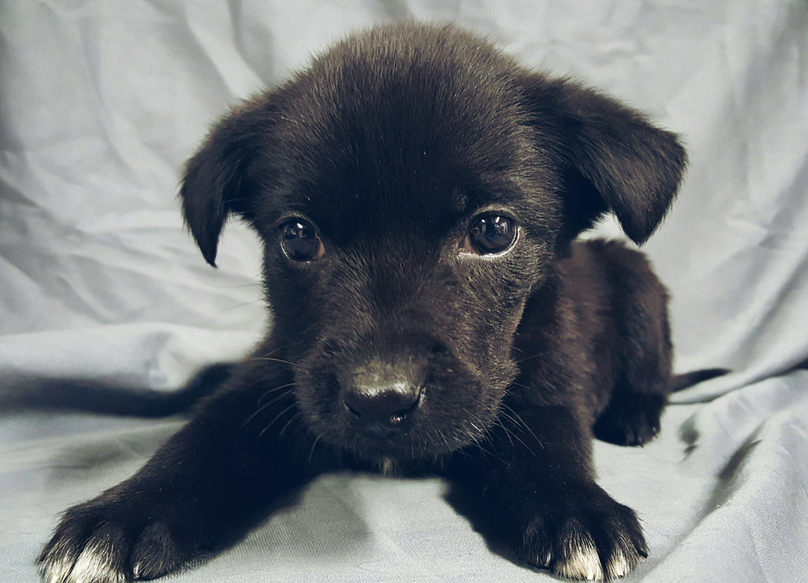 Dog for Adoption - Louise, a Border Collie in Atlanta, IL | Alpha Paw