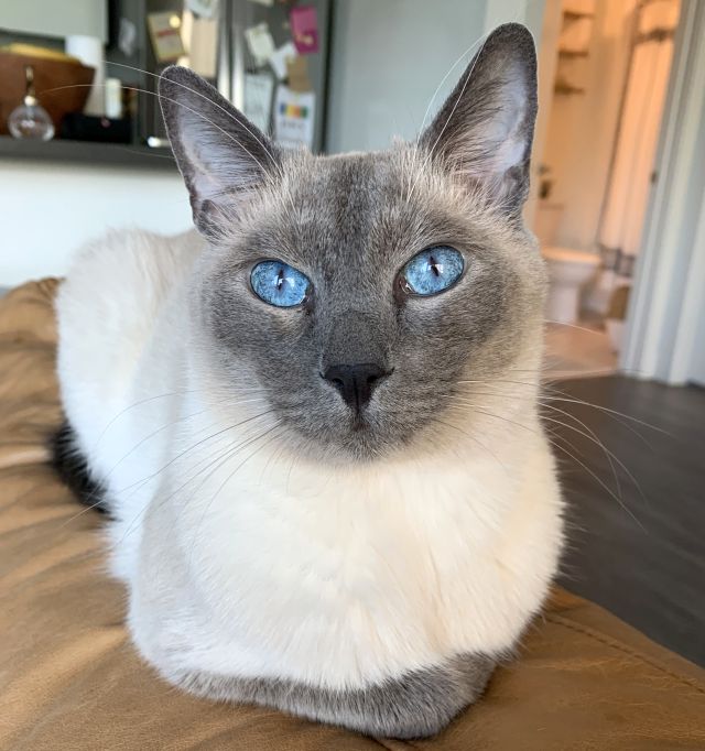 Cats for Adoption in Atlanta, Georgia | Alpha Paw