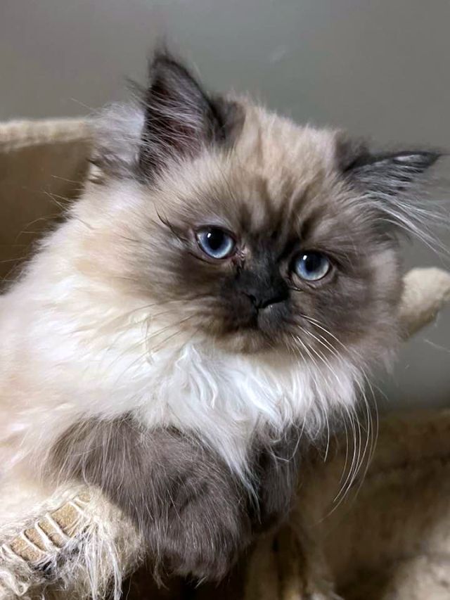 Cats for Adoption in Atlanta, Georgia | Alpha Paw