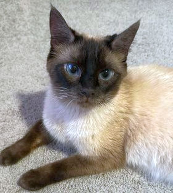 Cats for Adoption in Calhoun, Georgia | Alpha Paw