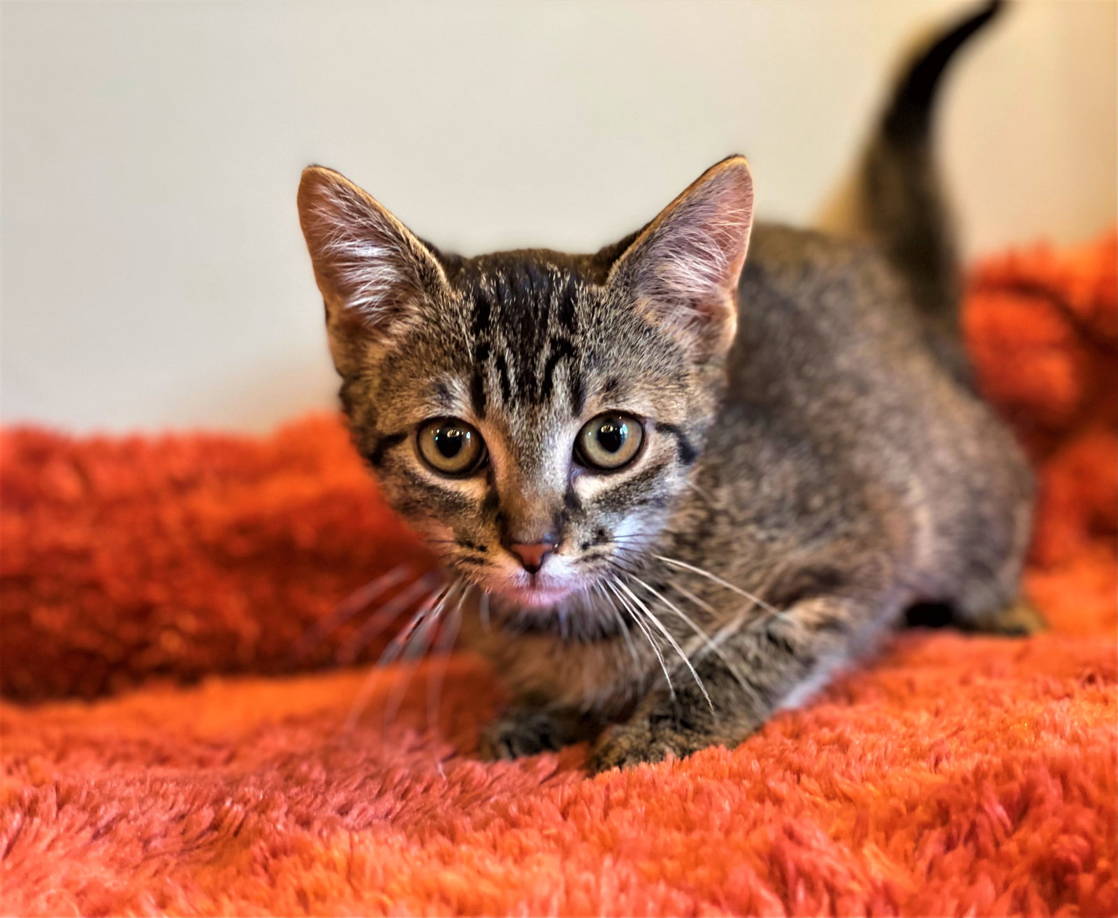 Cats for Adoption in Manchester, Michigan | Alpha Paw