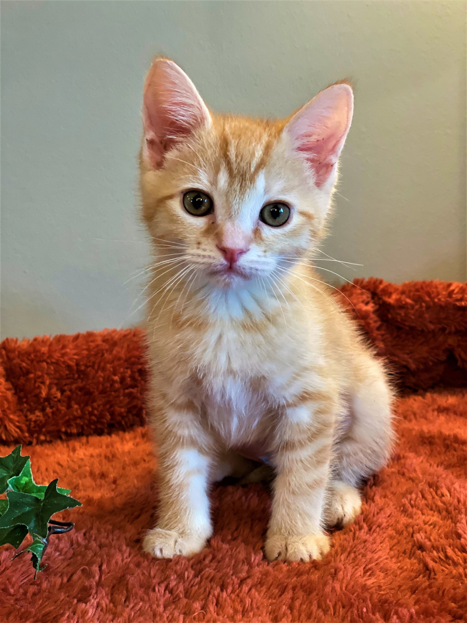 Cats for Adoption in Armada, Michigan | Alpha Paw