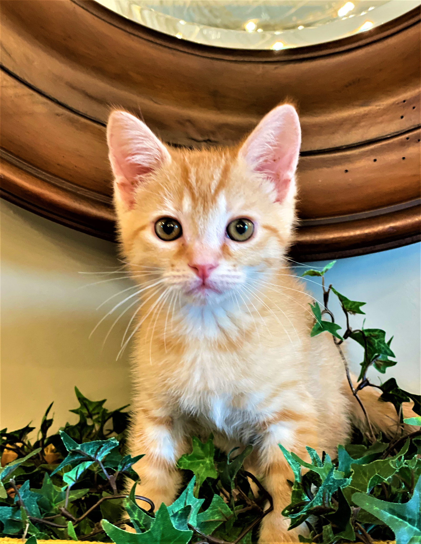 Cats for Adoption in Waterford, Michigan | Alpha Paw