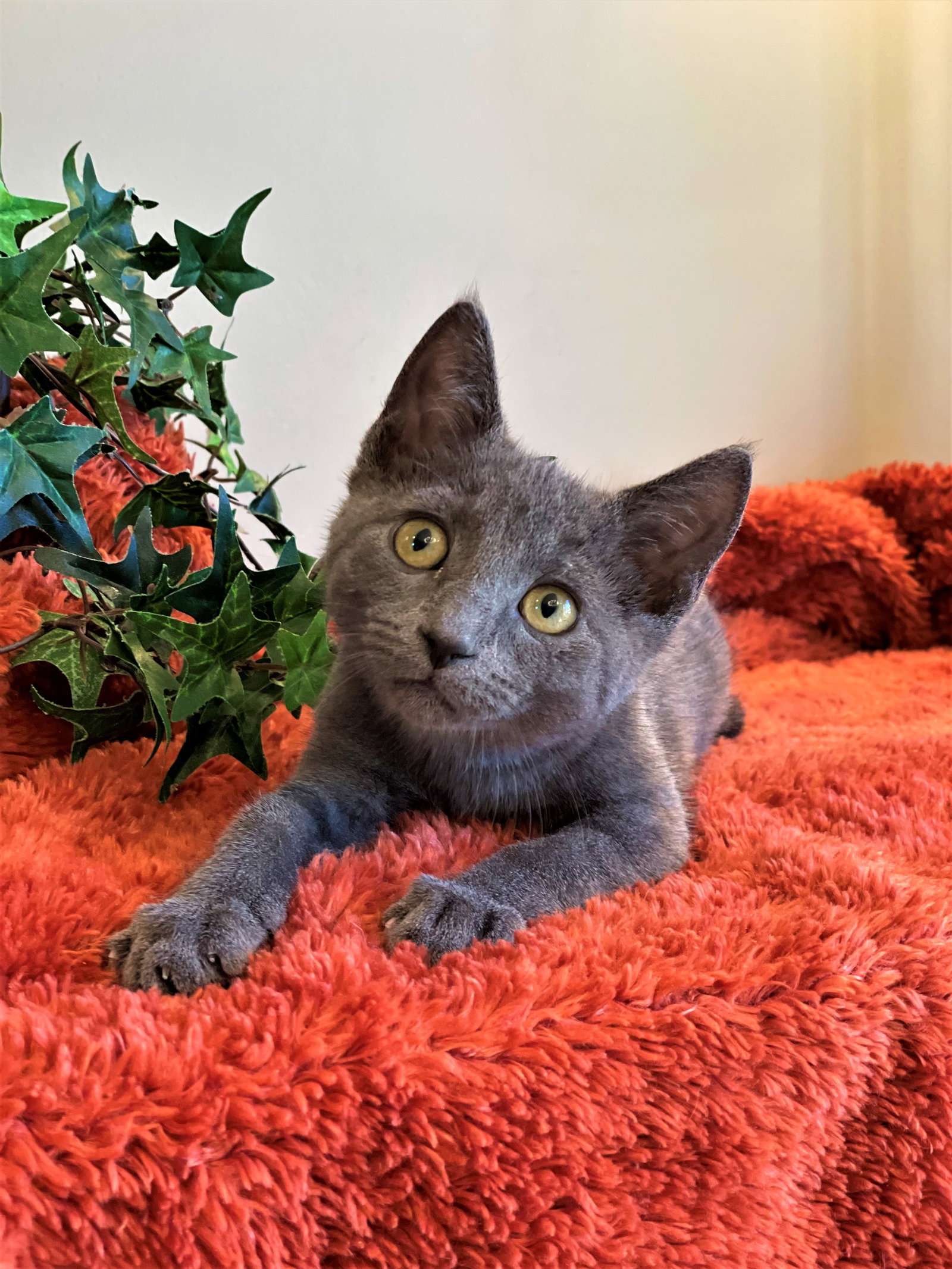 Cats for Adoption in Grosse Pointe Park, Michigan | Alpha Paw