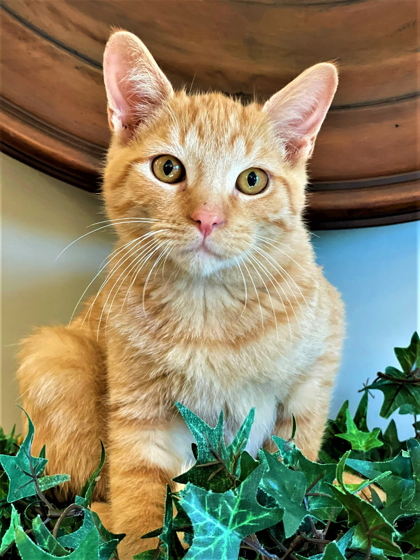 Cats for Adoption in Walbridge, Ohio | Alpha Paw