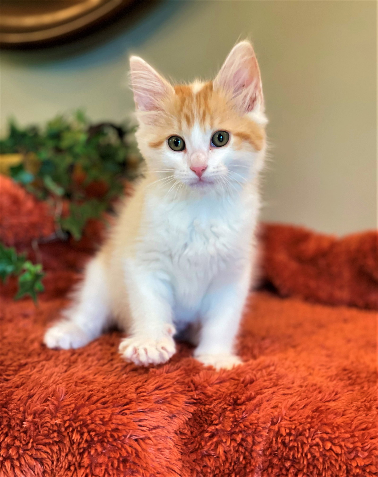 Cats for Adoption in Oakland County, Michigan | Alpha Paw