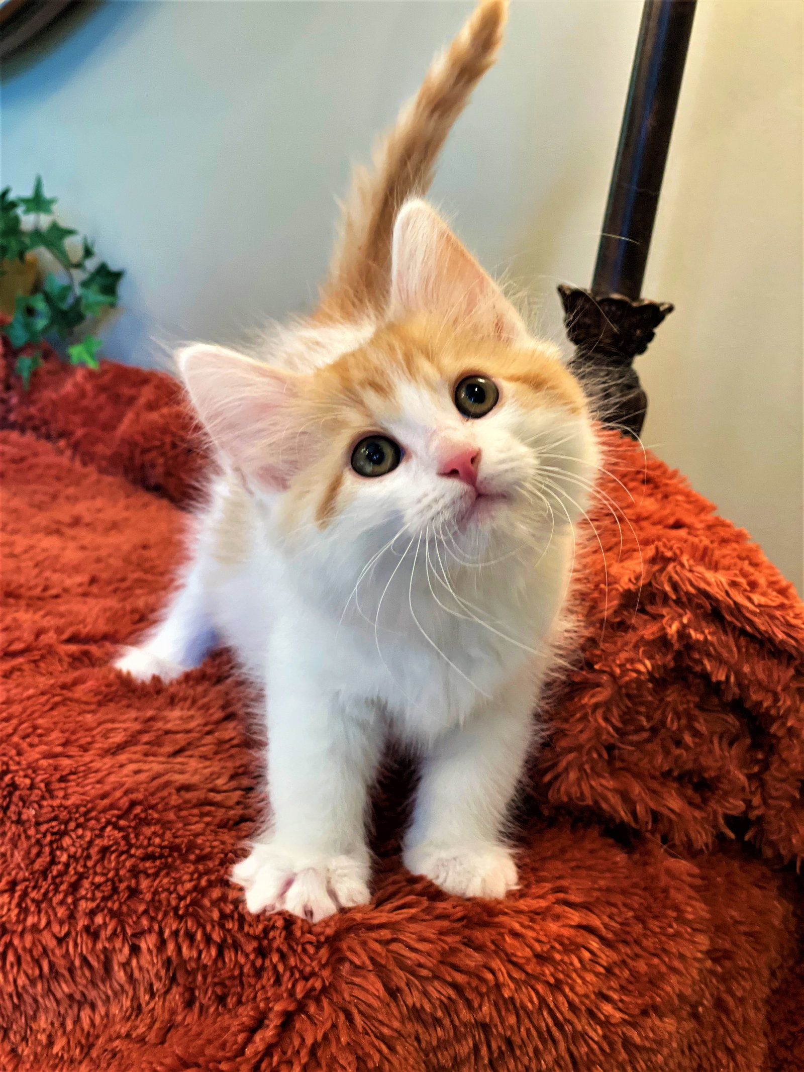 Cats for Adoption in Oakland County, Michigan | Alpha Paw