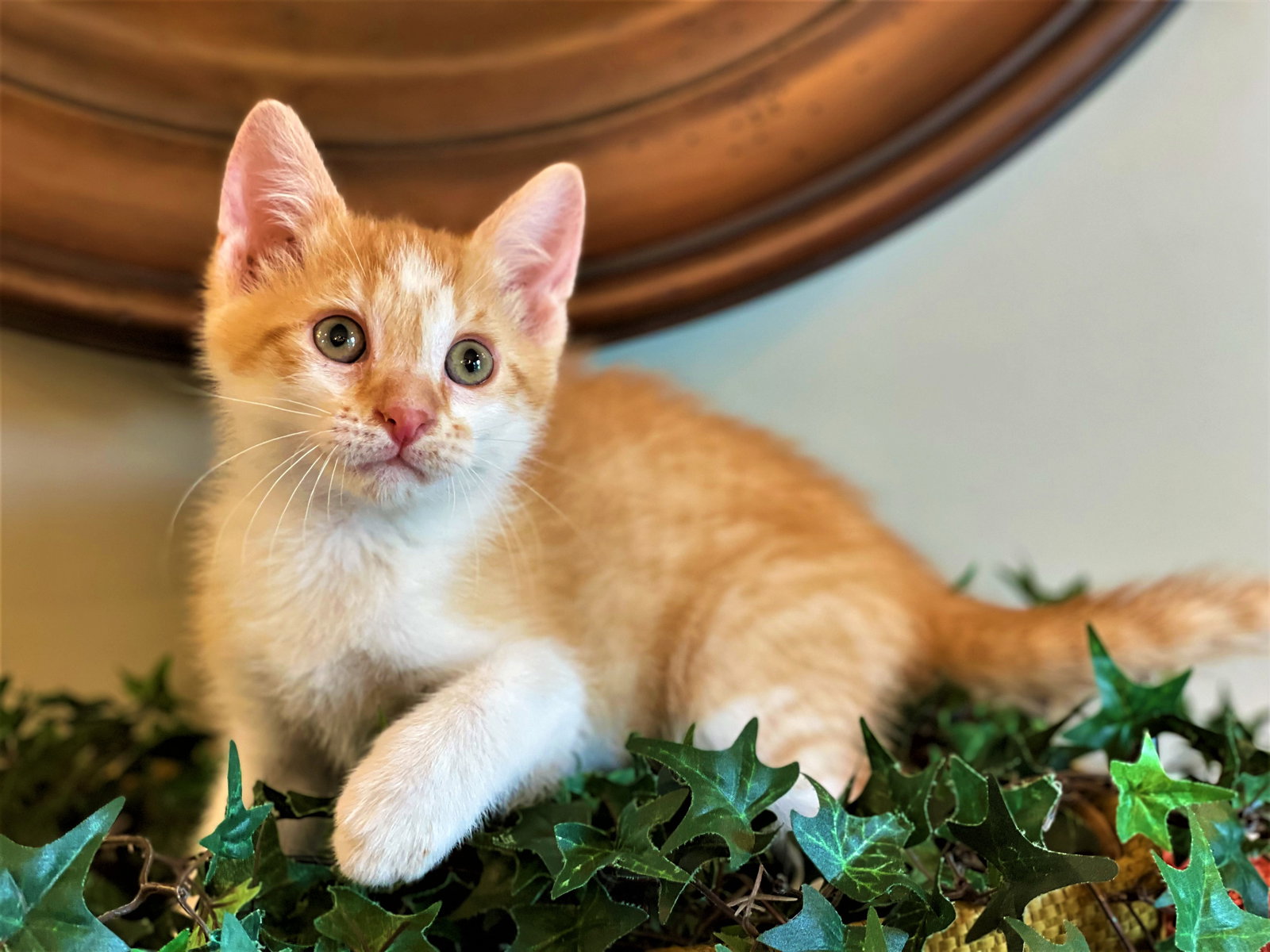 Cats for Adoption in Lucas County, Ohio | Alpha Paw