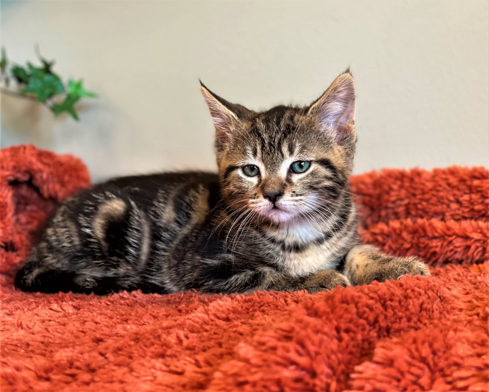 Cats for Adoption in Birmingham, Michigan | Alpha Paw