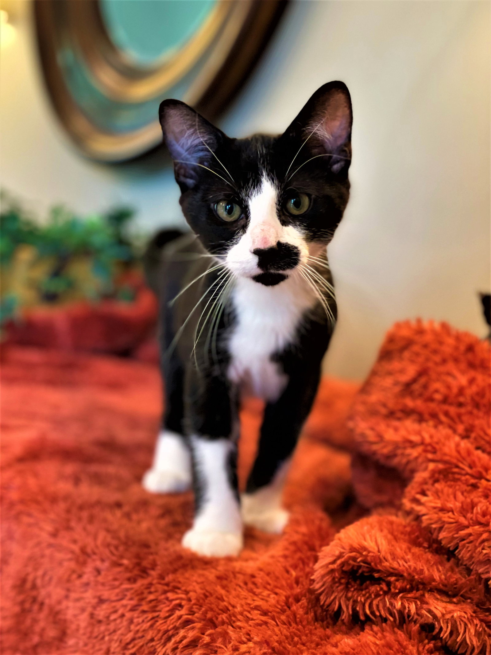 Cat adoption in Taylor, MI 48180: Tuxedo / Domestic Short Hair (short ...