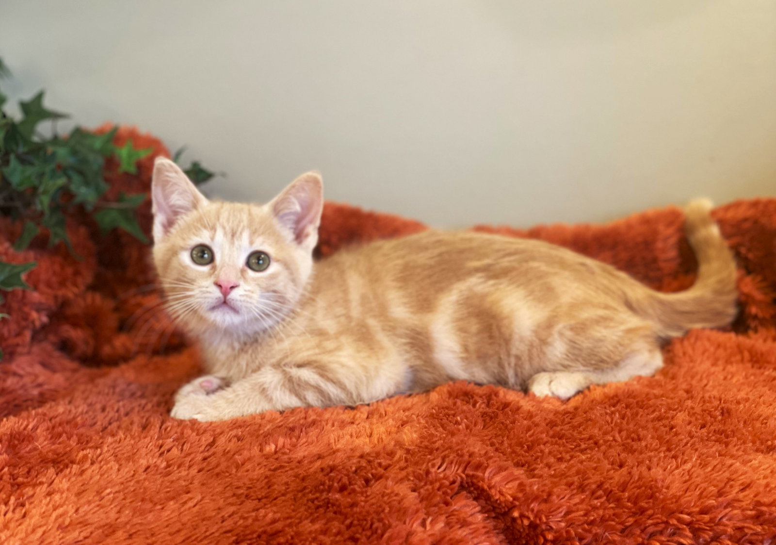 Cats for Adoption in Pontiac, Michigan | Alpha Paw