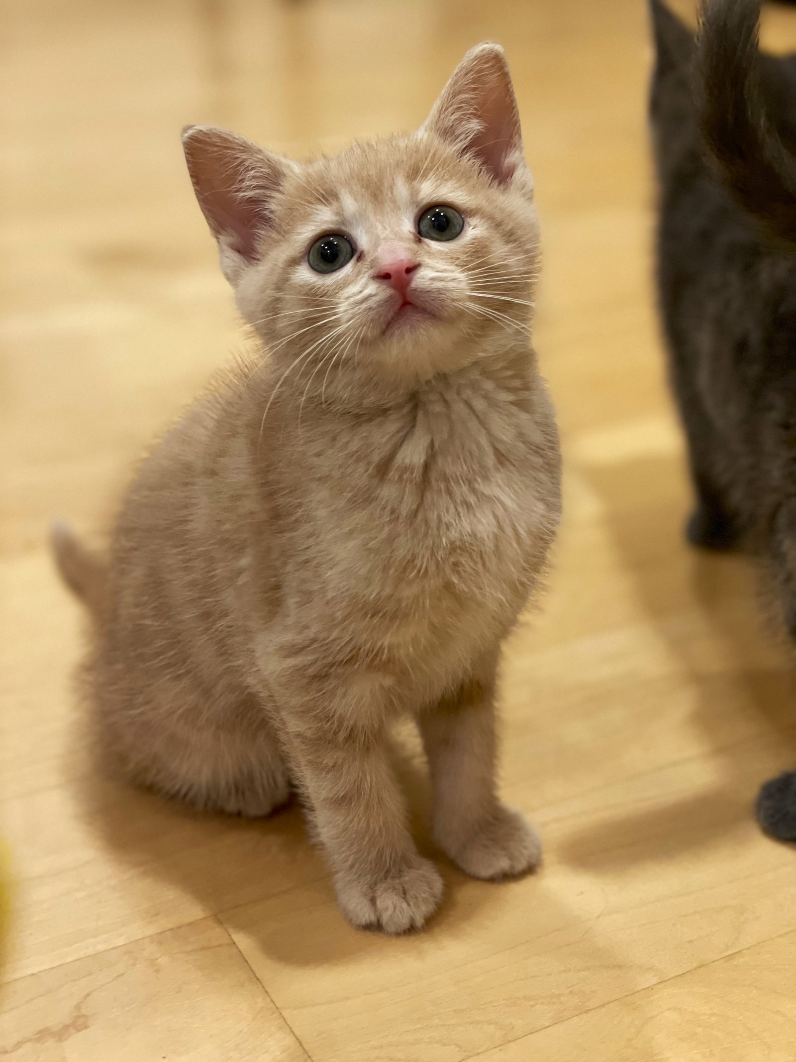 Cats for Adoption in Pontiac, Michigan | Alpha Paw