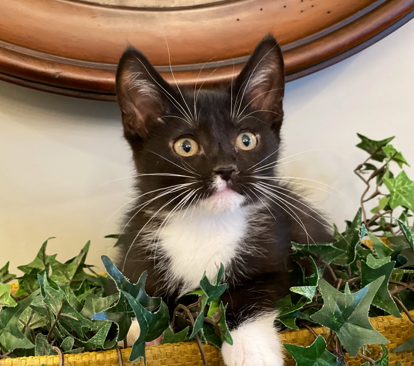 Cats for Adoption in Armada, Michigan | Alpha Paw