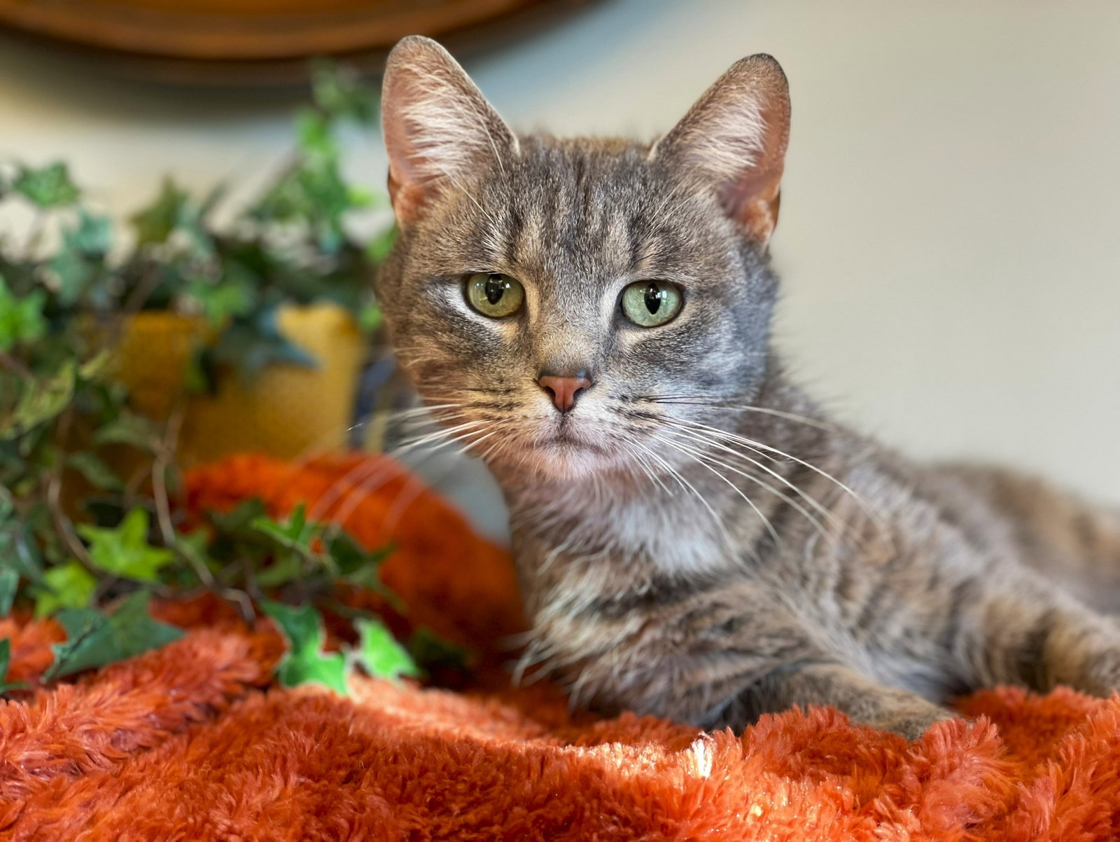 Cats for Adoption in Oregon, Ohio | Alpha Paw