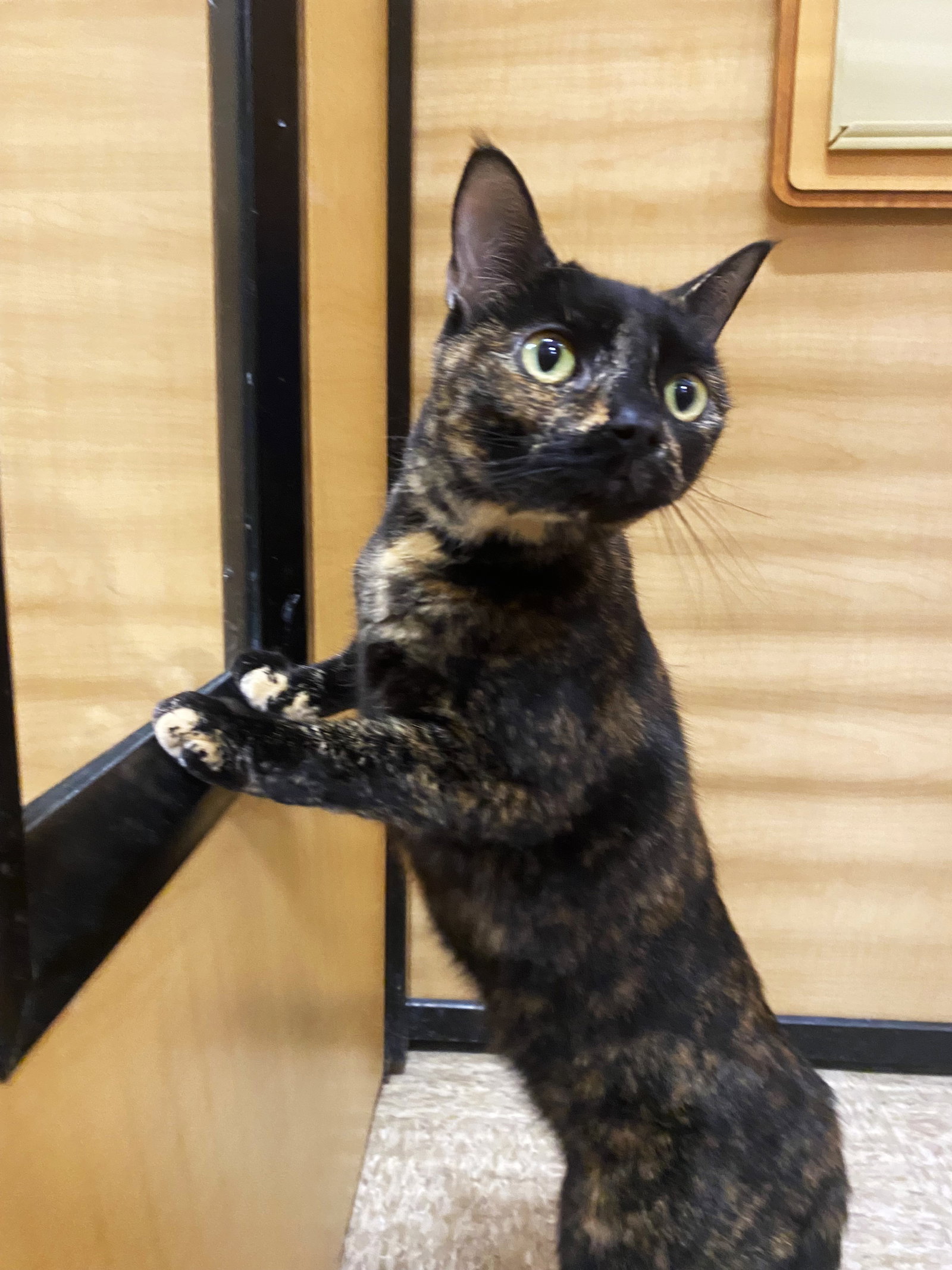 Cats for Adoption in Detroit, Michigan | Alpha Paw