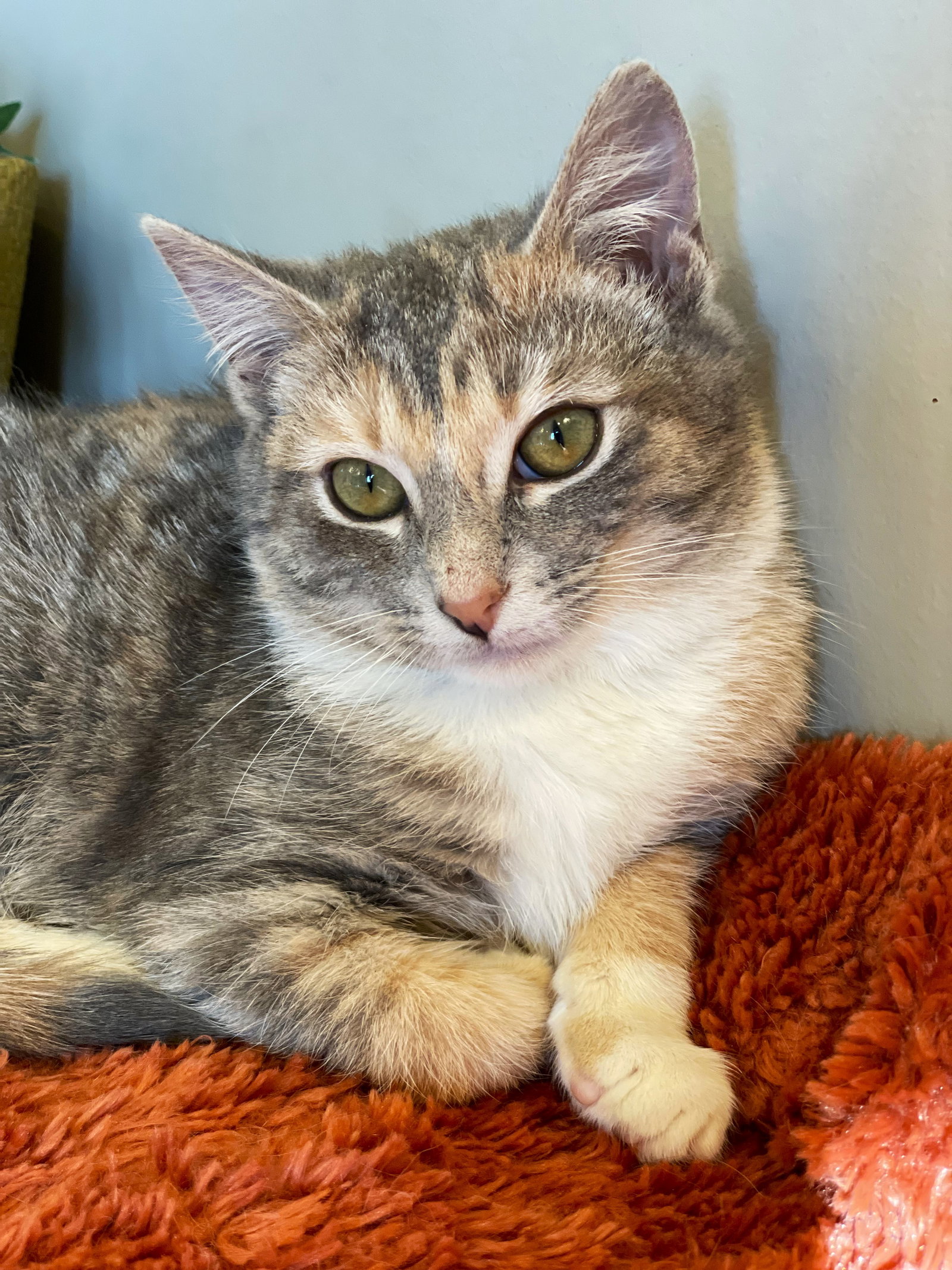 Cats for Adoption in Sterling Heights, Michigan | Alpha Paw