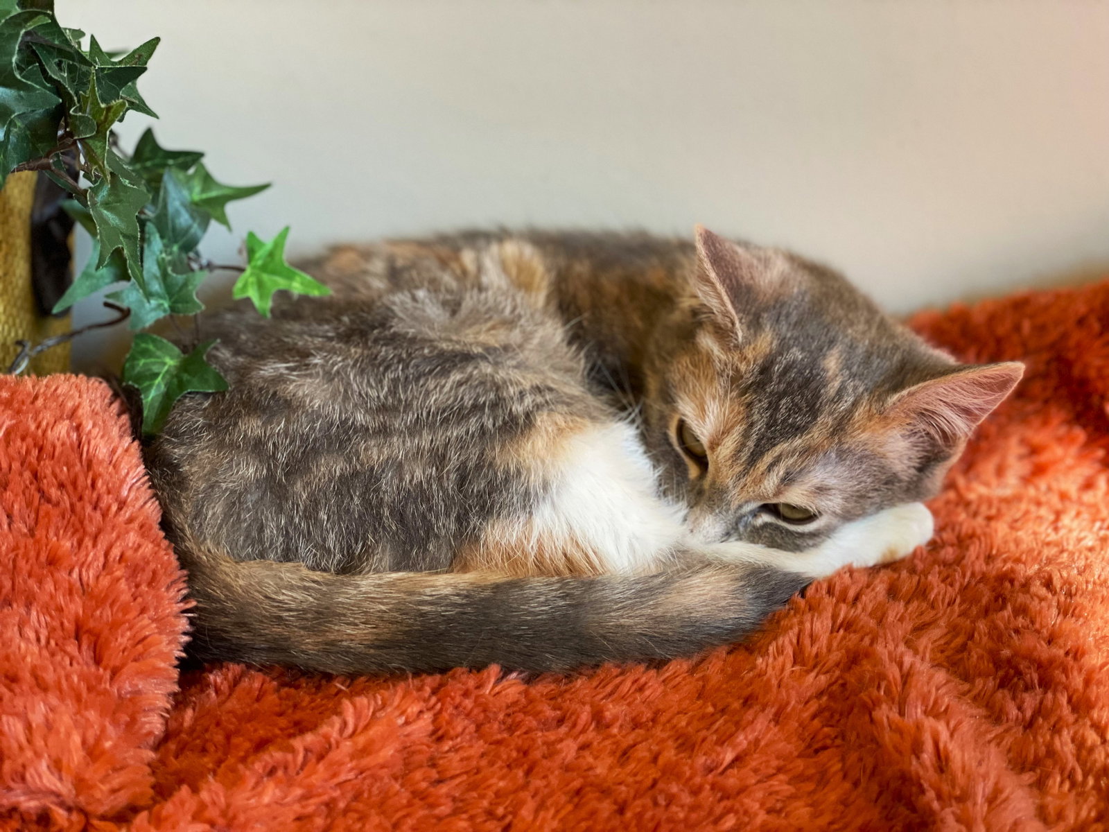 Cats for Adoption in Sylvania, Ohio | Alpha Paw