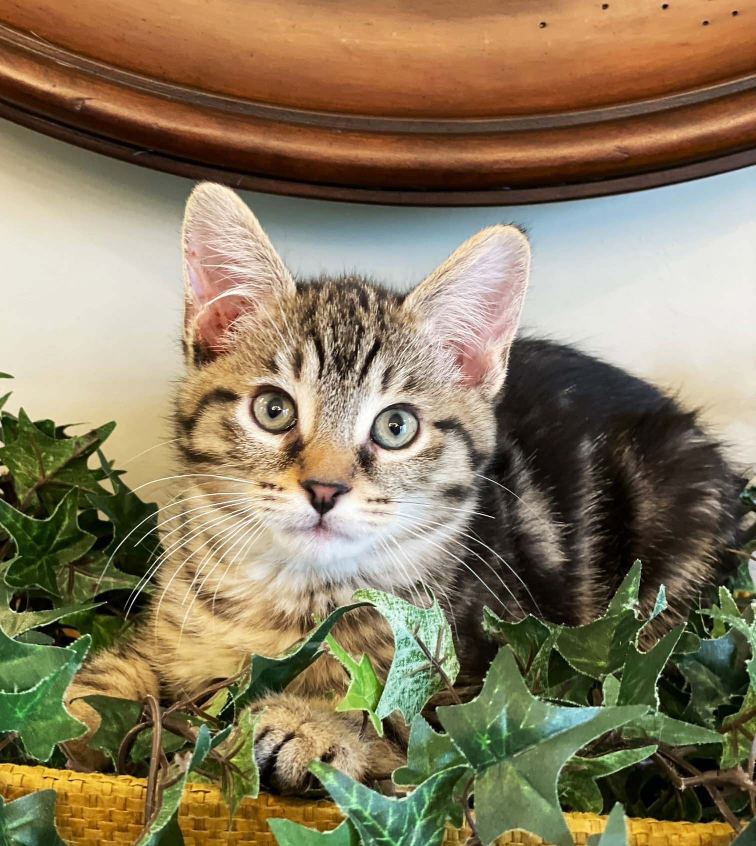 Cats for Adoption in Sterling Heights, Michigan | Alpha Paw